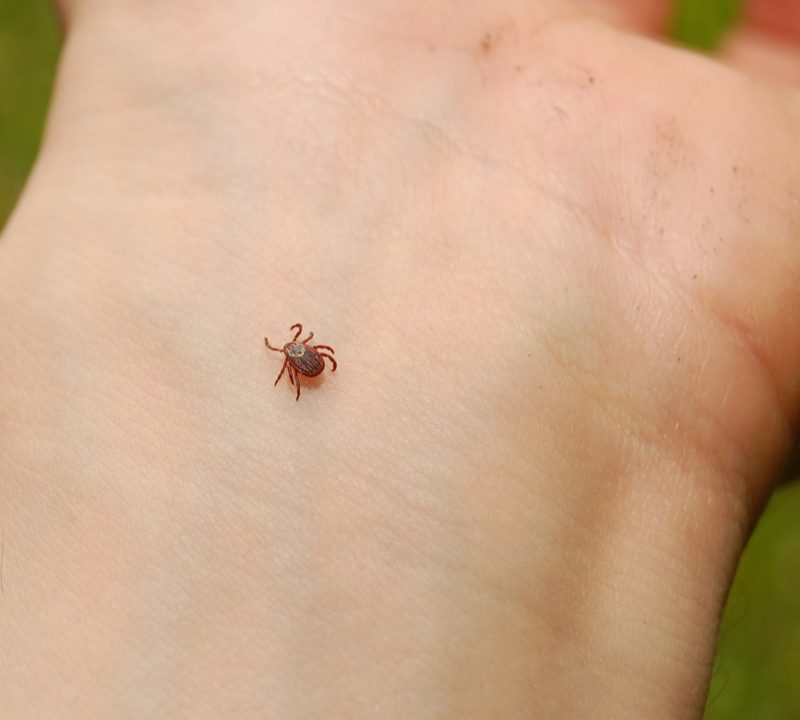 What Do Tick Eggs Look Like? Use This Helpful Guide!