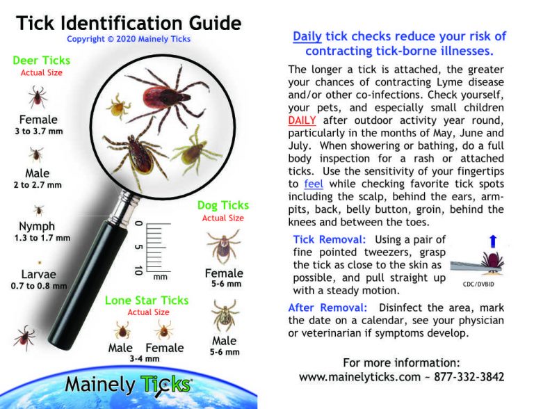 Order - Mainely Ticks